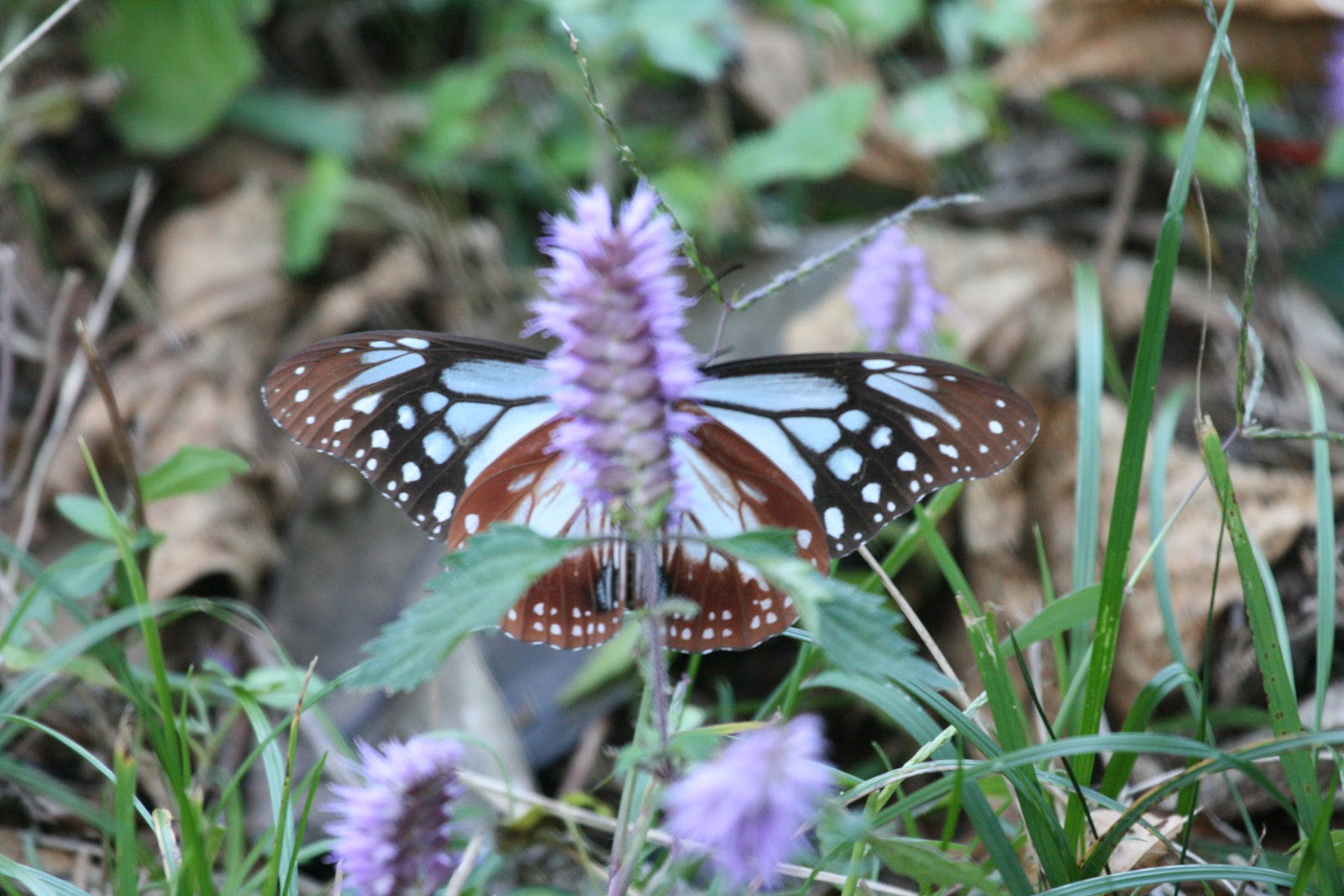Snowy Owl Lost: Butterflies of Korea - Part II (The Jeju Years)