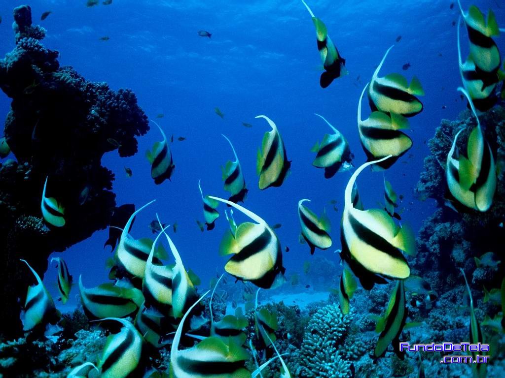 Papel de parede fundo do mar ~ Links da WEB