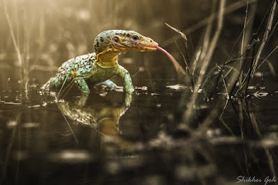 Varanus Melinus (Quince Monitor) | Belajar Mengenal Varanus