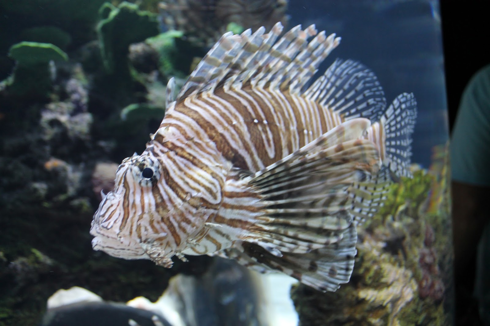 The Missouri Mom: Johnny Morris’ Wonders of Wildlife National Museum ...