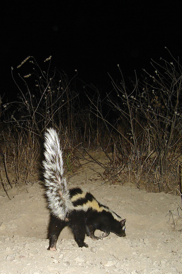 Happy Hootenanny: Z is for Zorilla