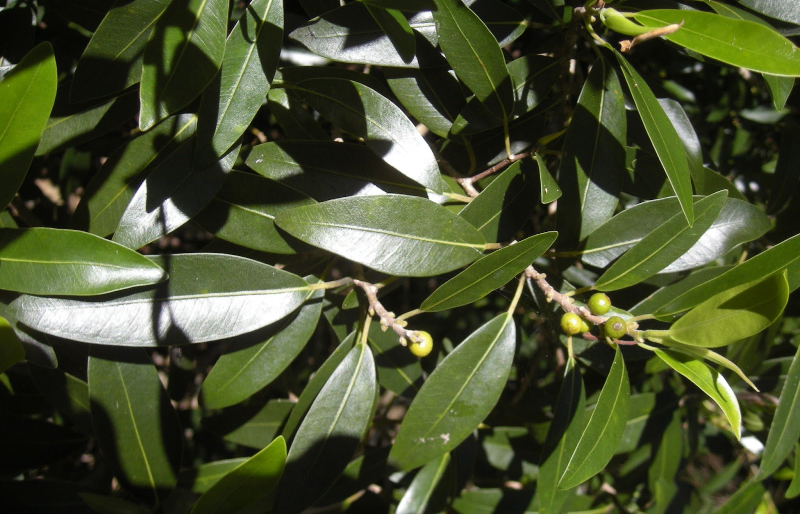 Nelu Mirea - Despre Casa si Acasa: Plante de apartament - ficusul