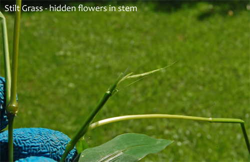 Native Plants with Adams Garden: Stilt Grass is in Bloom