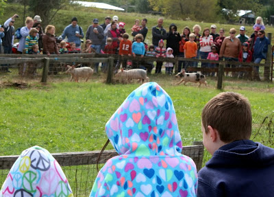 Ben's Journal: Great Country Farms - Fantastic Fun on the Farm