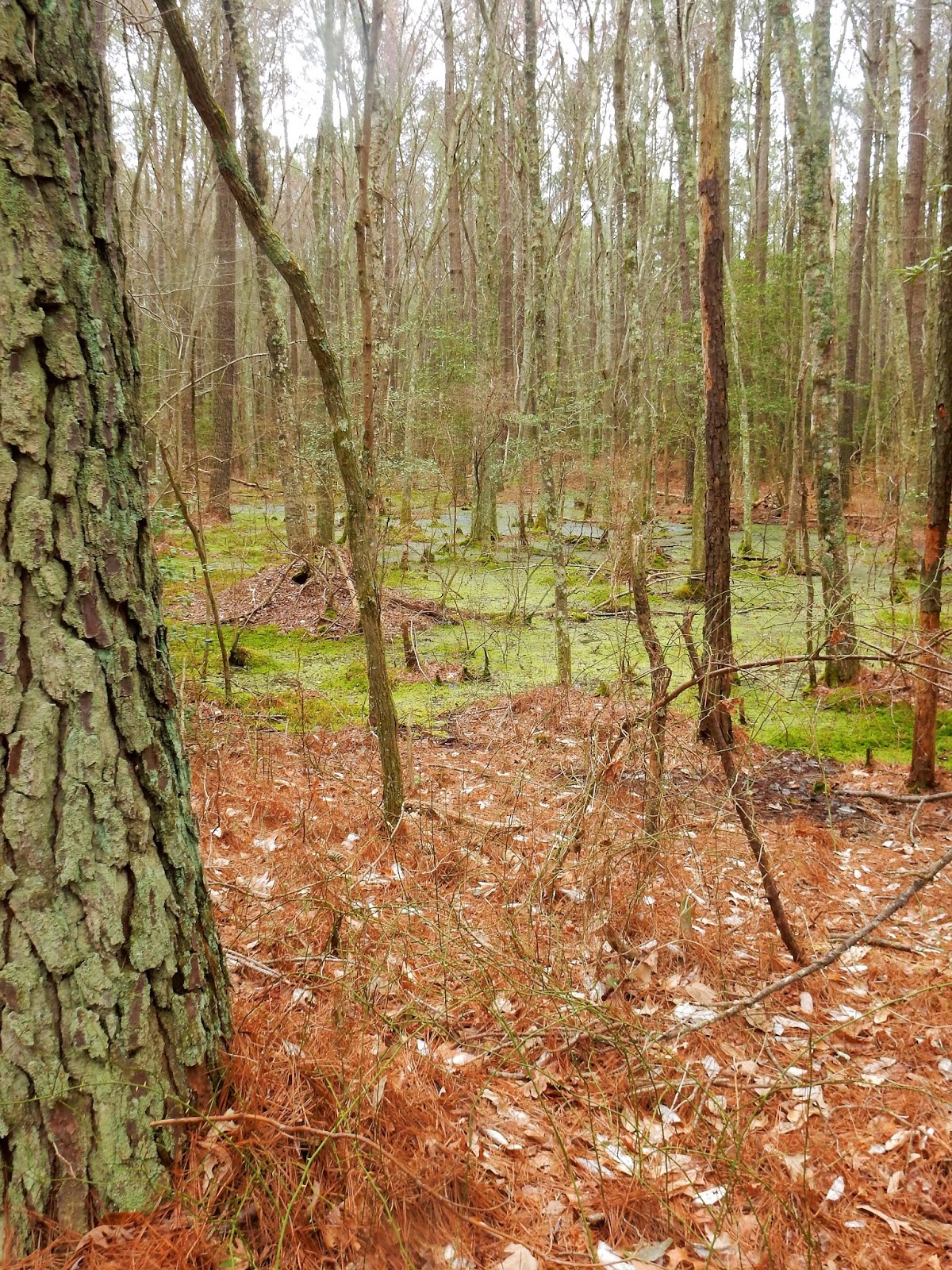 Natural Mid-Atlantic : MD Pocomoke State Forest, Algonquin Cross County ...