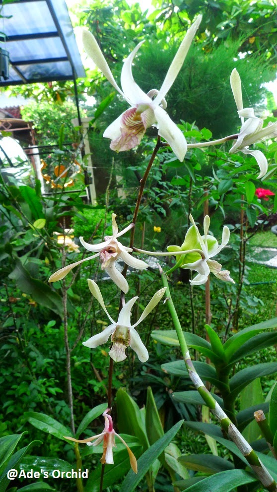 Ade's Orchid: Dendrobium lineale