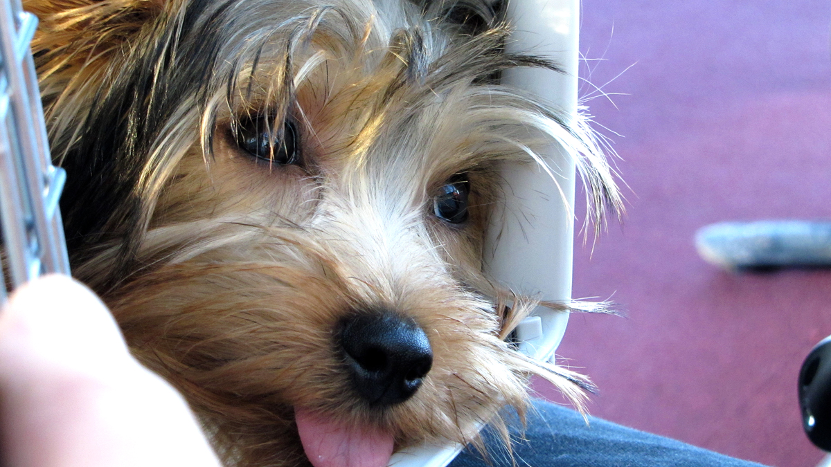 La mulți ani Azorel! (2 ani) - Blogul Larisei