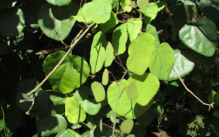 Herbal Medicinal Plants - Ayurveda Sasyangal: Medicinal plants of Kerala