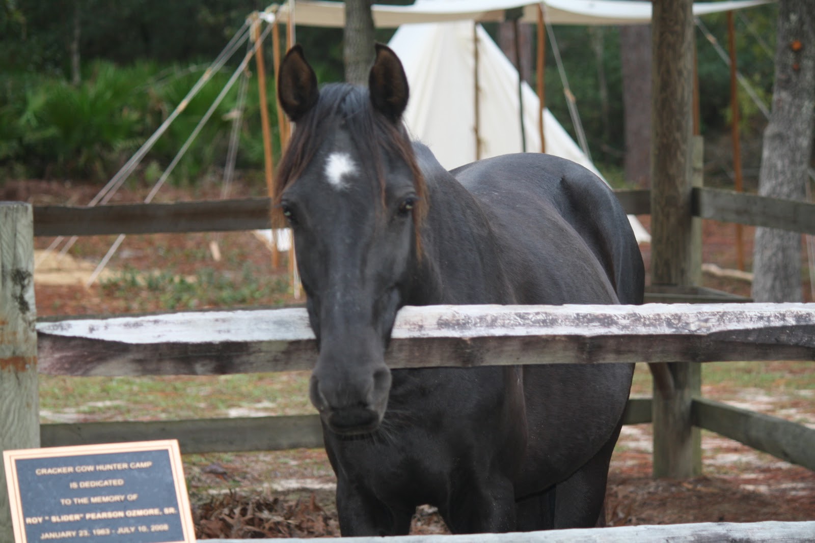 The Blue Whale and Other Travel Tales: Ocali Days at Silver River ...