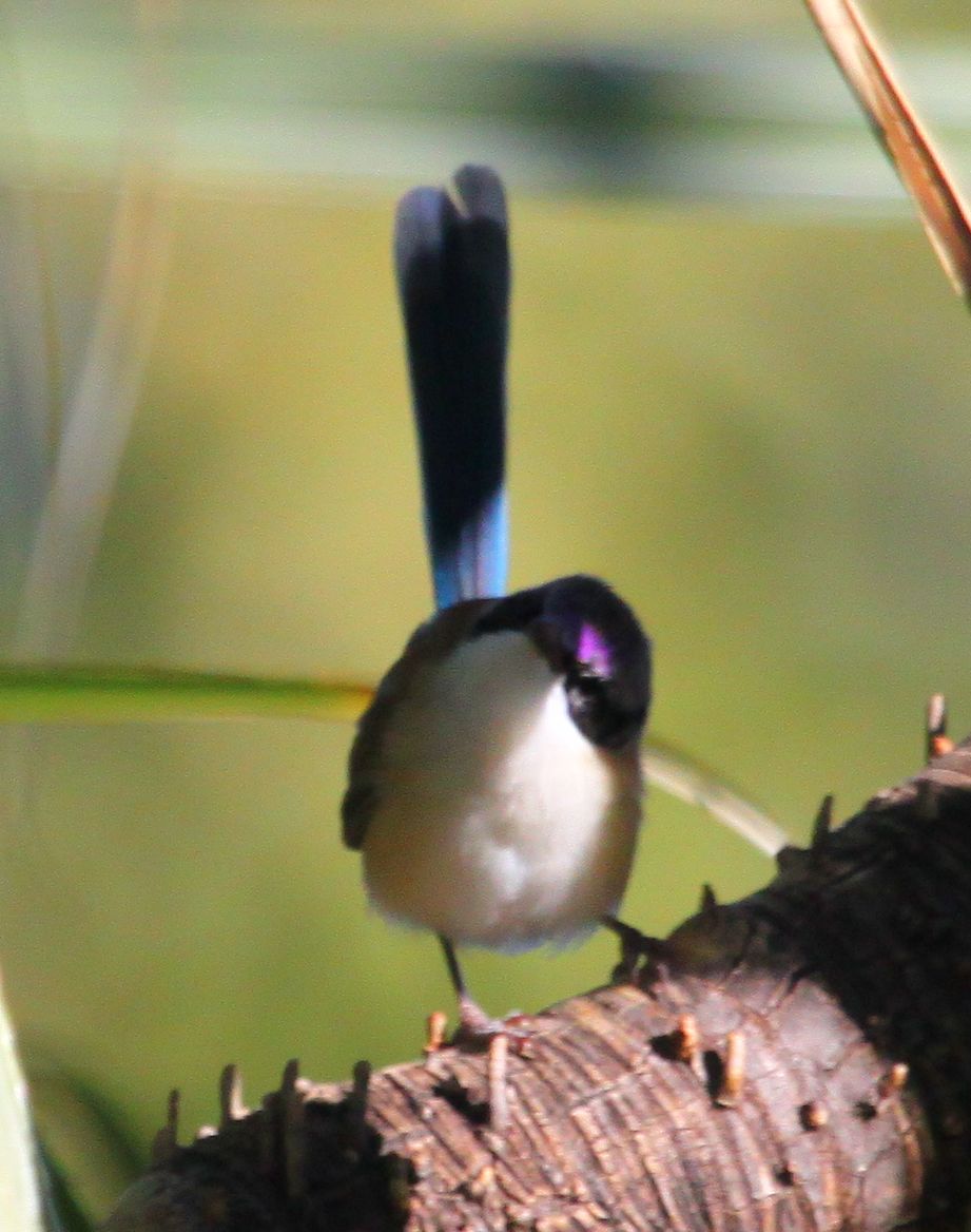 Richard Waring's Birds of Australia: Purple-crowned Fairy-wren, Crimson ...