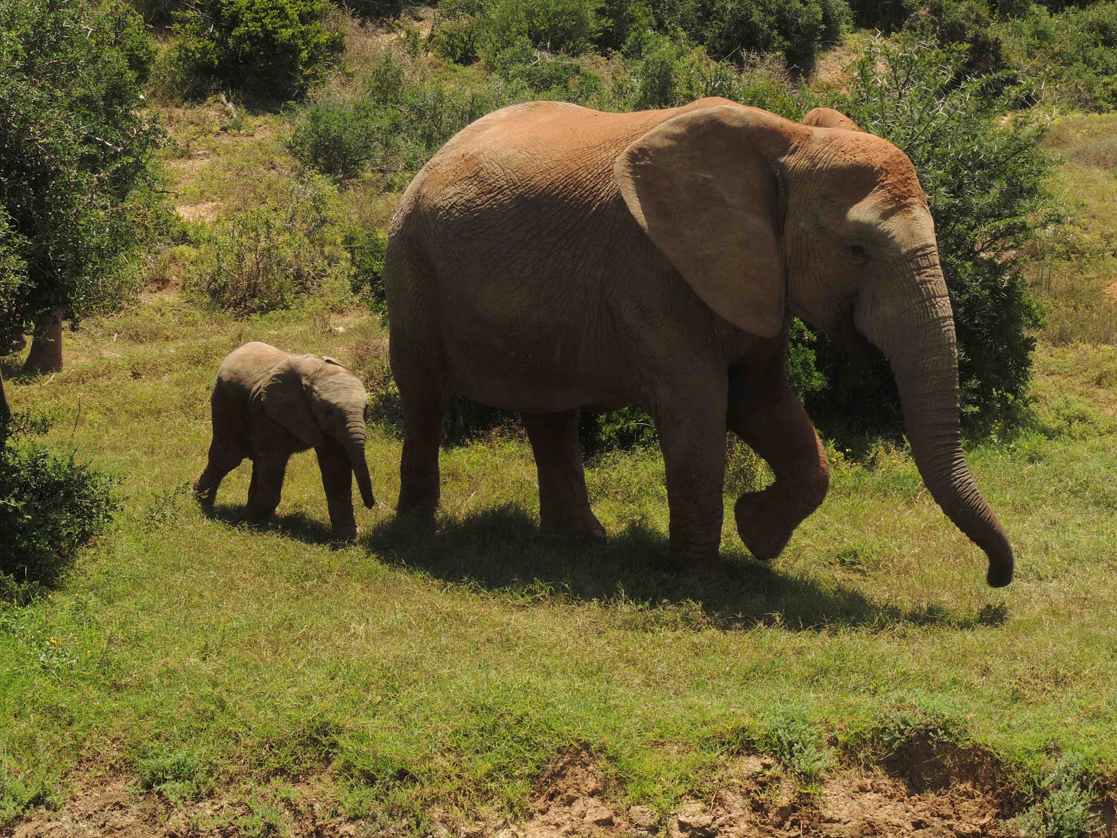the surviving Mormon couple: Ivan sees a baby elephant and Pumba