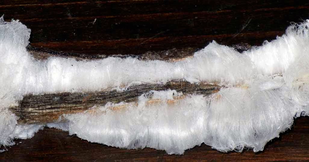 Sci/Why: Hair Ice and Singing Lakes and Icebergs: Fabulous Ice Phenomena