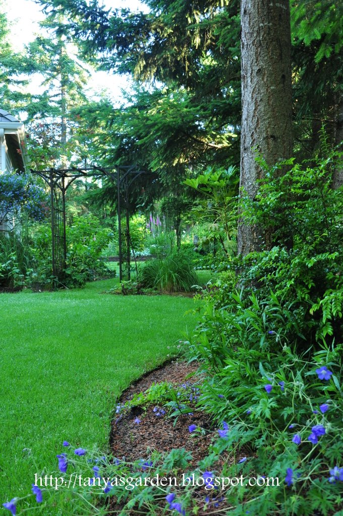 MySecretGarden: My Garden In July (Side and Terrace Garden)