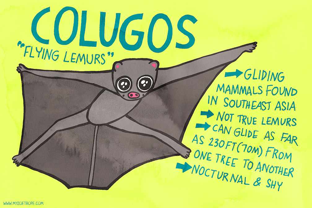 My Zoetrope: 062: Colugo