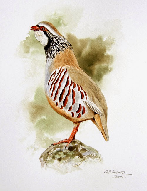 Arturo de Miguel - Wildlife Art: Perdices rojas / Red-legged Partridge.