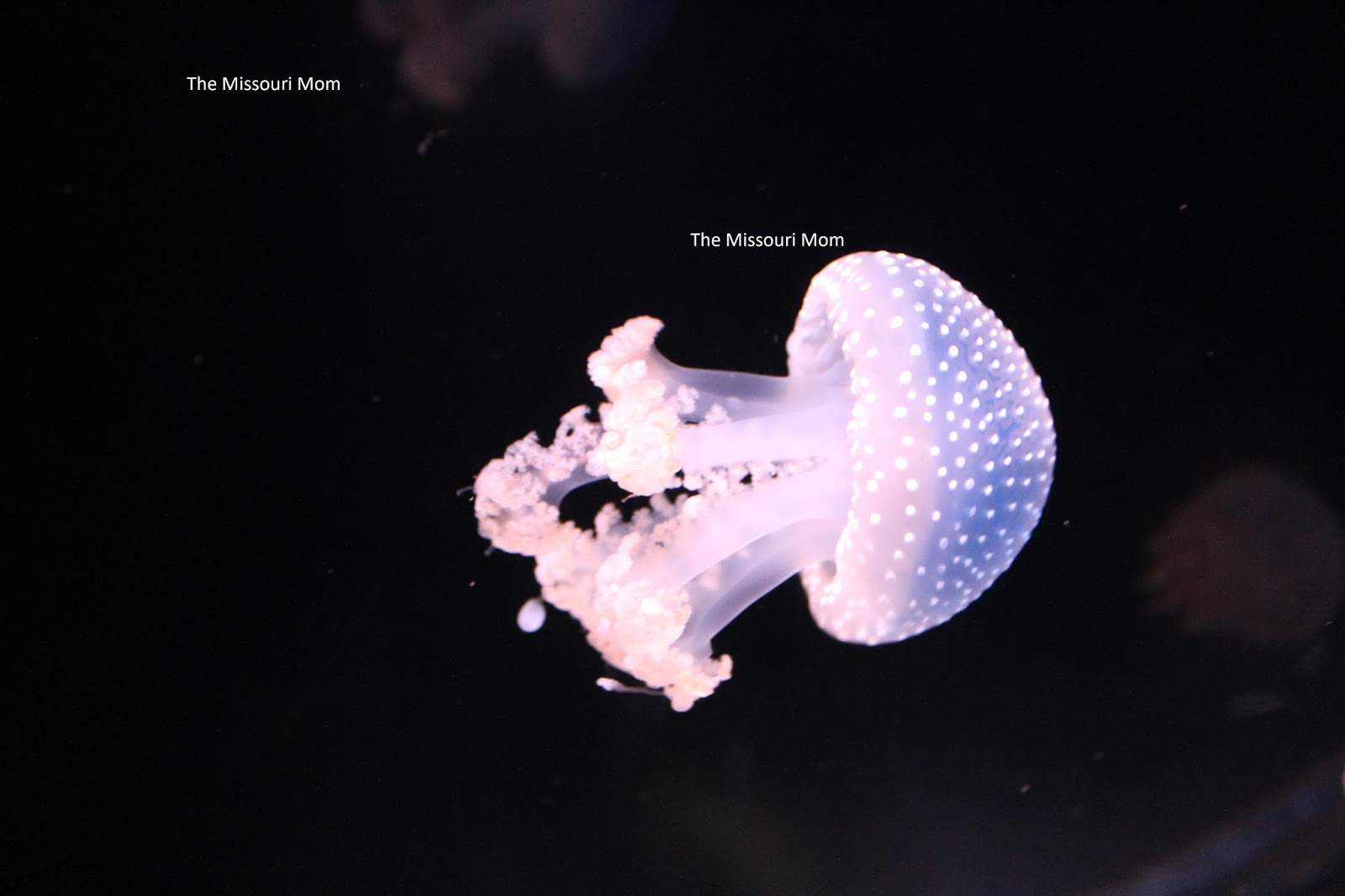 The Missouri Mom: Johnny Morris’ Wonders of Wildlife National Museum ...