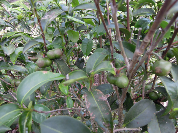 DeRen Tea Blog and Teochew Gongfucha