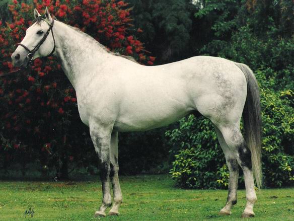 Dpaso - Caballo Peruano de Paso - Mamacona Lima