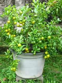CARA MENANAM BUAH JERUK KINGKIT - BETERNAK DAN MENANAM