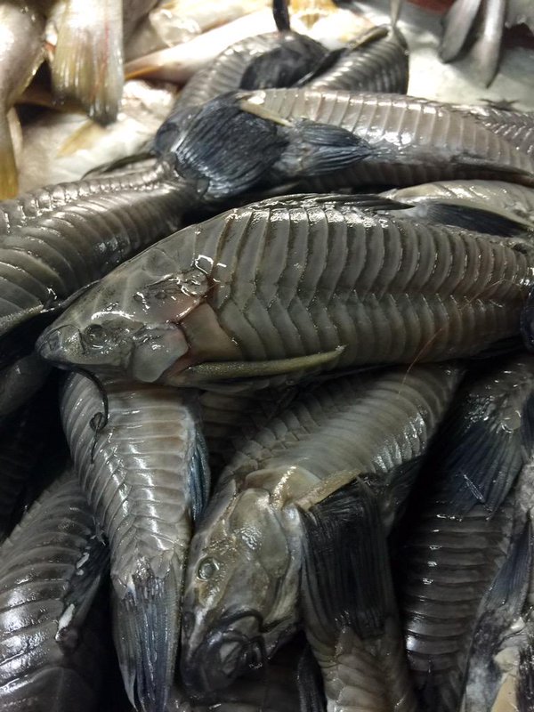 Spesis Ikan Sembilang Dengan Perisai - Kwi Kwi (Hoplosternum littorale ...