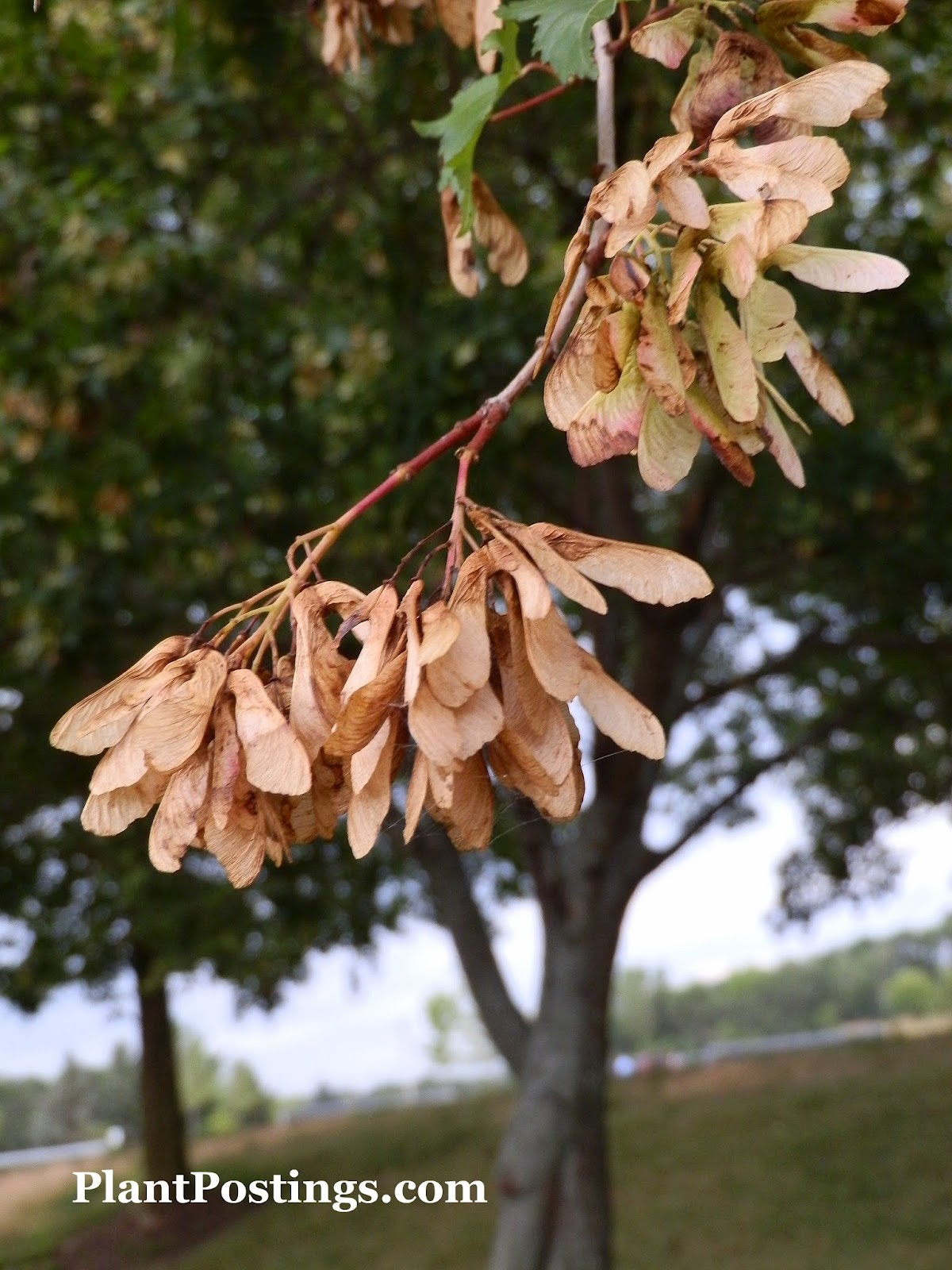 PlantPostings: Plant of the month: Shagbark Hickory
