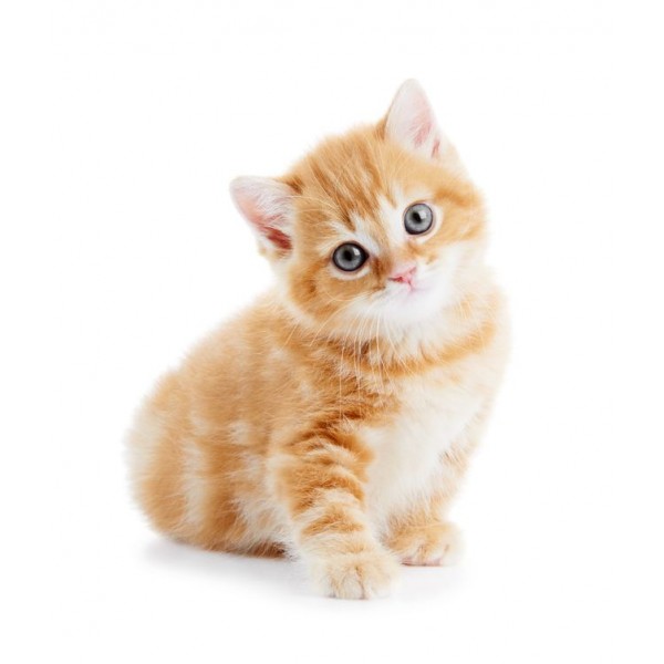 Photo de chat: Galerie d'images de chatons roux