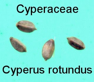 cyperus rotundus seed | All about plant