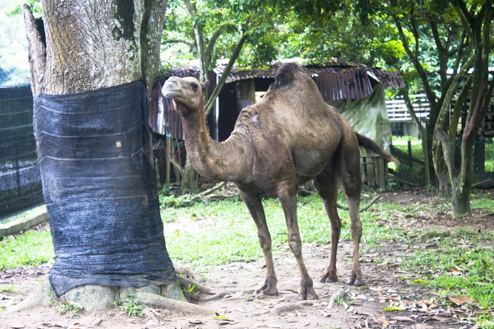 Pengalaman Bersama Burung Unta Di PD Ostrich Show Farm