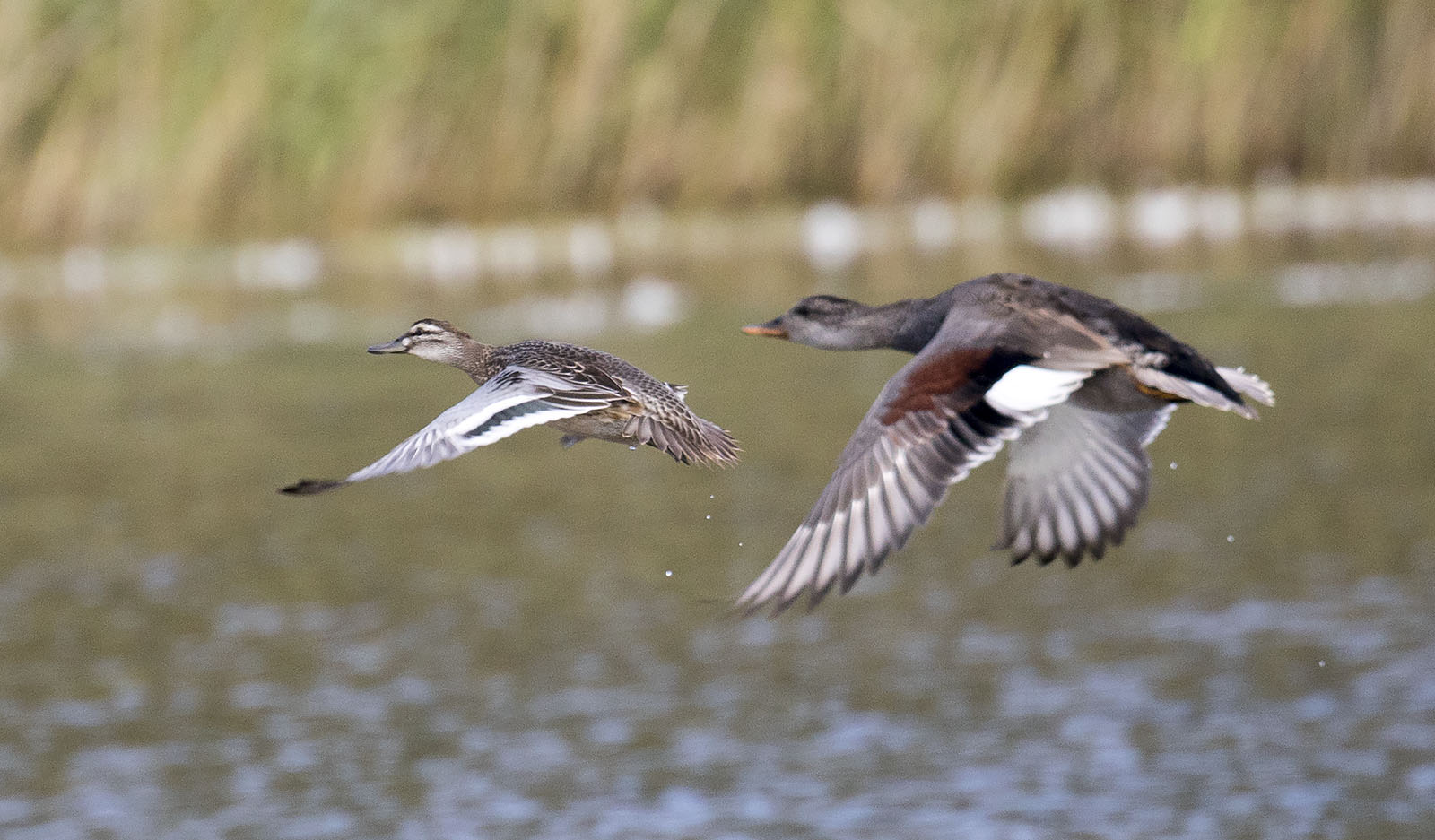 pewit: the eclipse drake Garganey