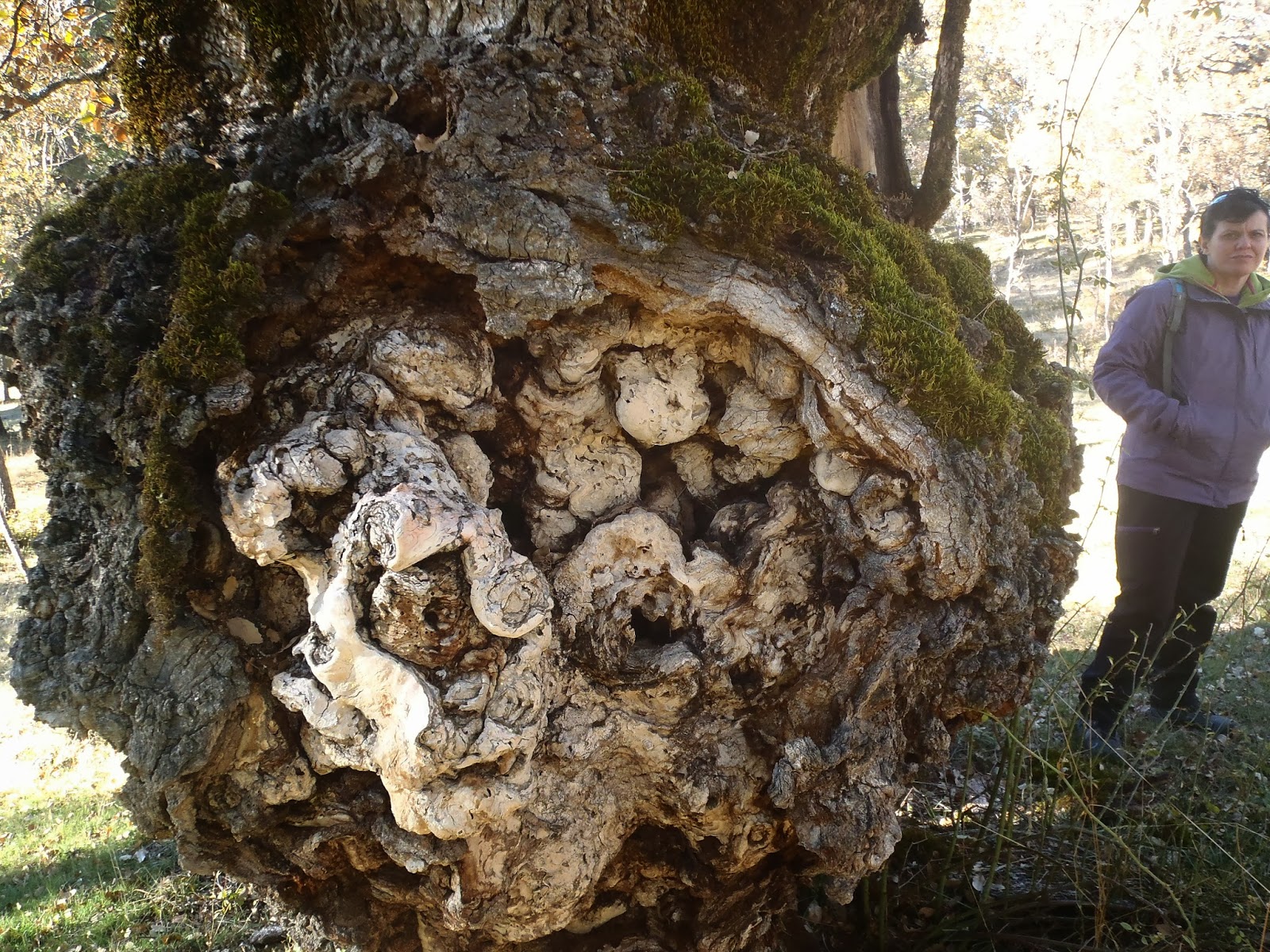 NUESTRO ROBLE, EL QUEJIGO (QUERCUS FAGINEA)