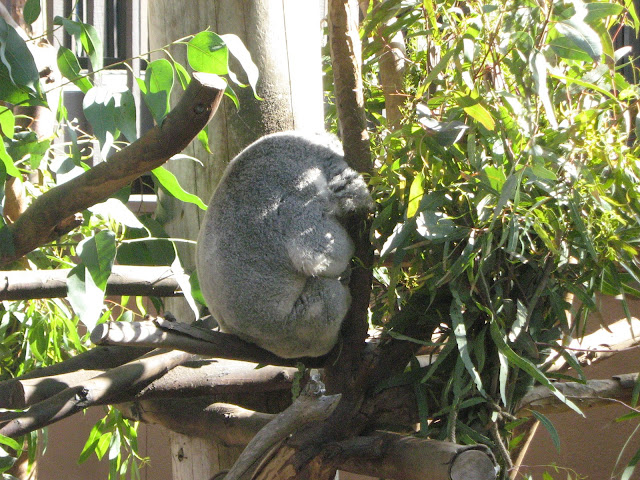 The Traveling Mandolin: 10 Photos of Cute Fuzzy Animals