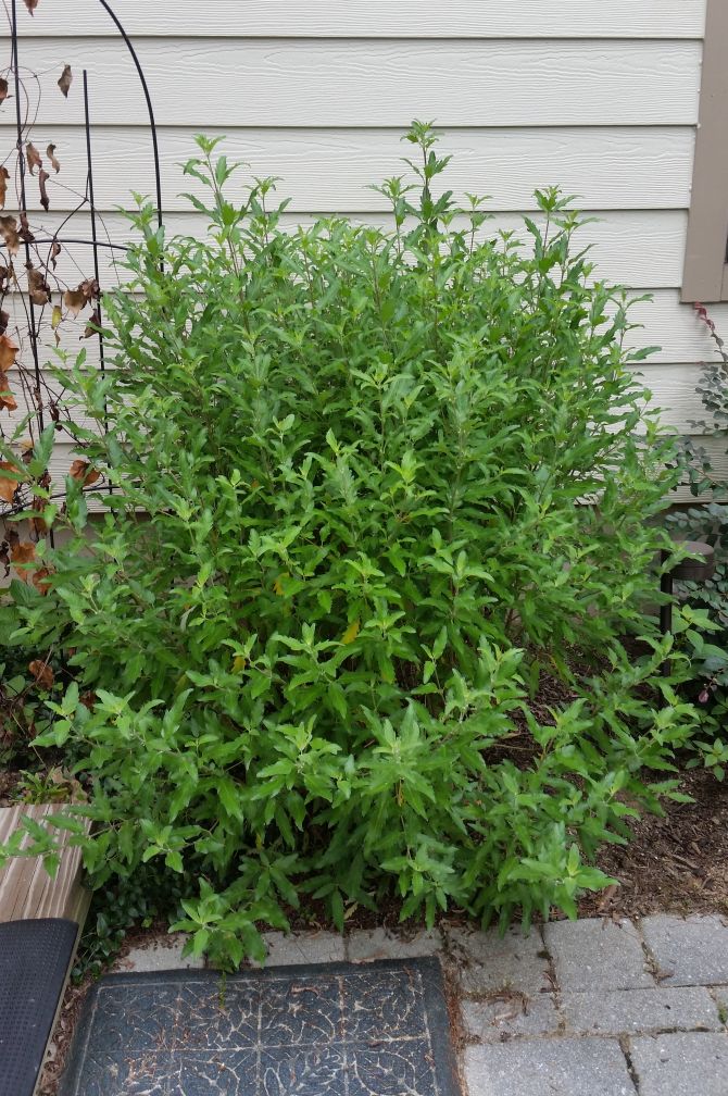 Future Plants by Randy Stewart: Blue Spirea