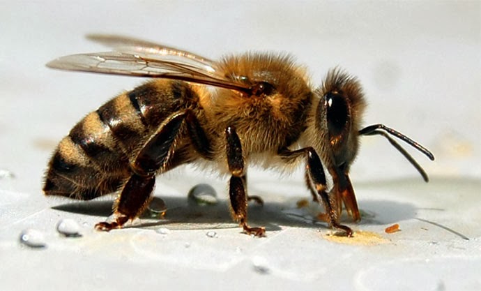 PČELARSKI ŽURNAL: ZBOG ČEGA PČELE (JOŠ UVEK) NISU DOMAĆE ŽIVOTINJE?