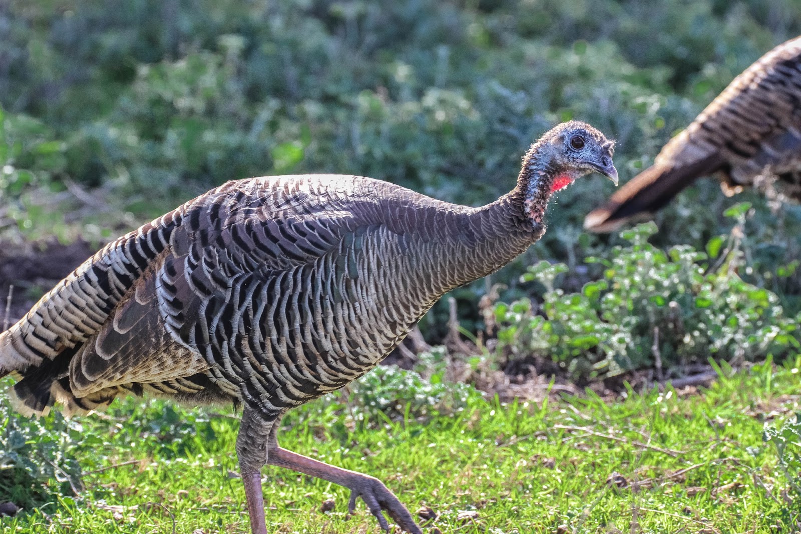 Cannundrums: Rio Grande Wild Turkey