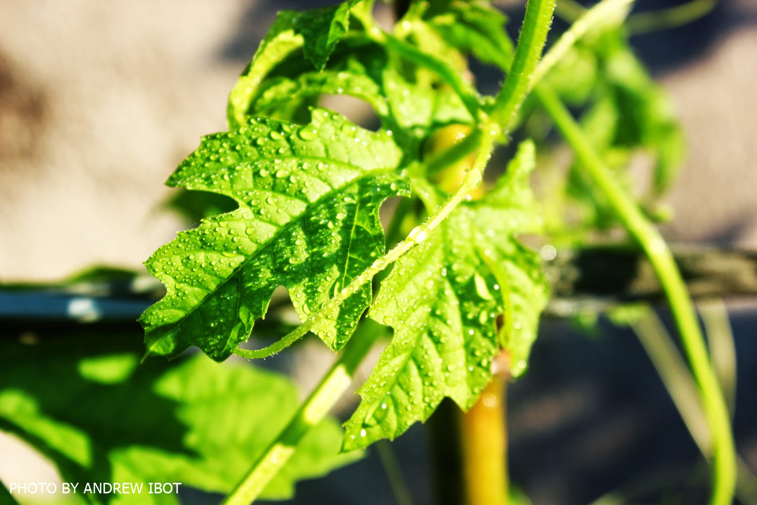 Ako si ANDREW IBOT!: Ampalaya