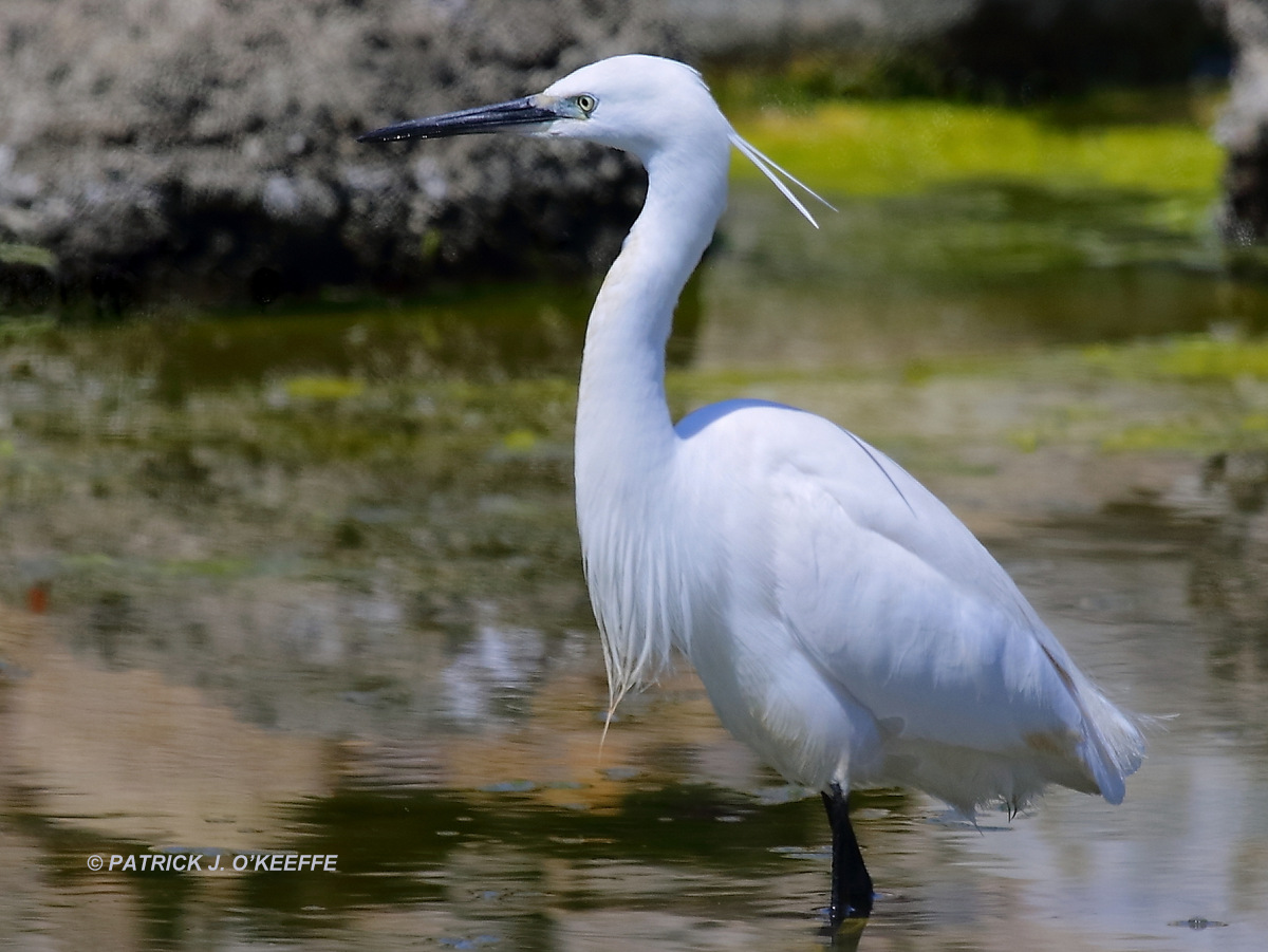 Raw Birds: LITTLE EGRET (Egretta garzetta) Palaiochora Harbour ...