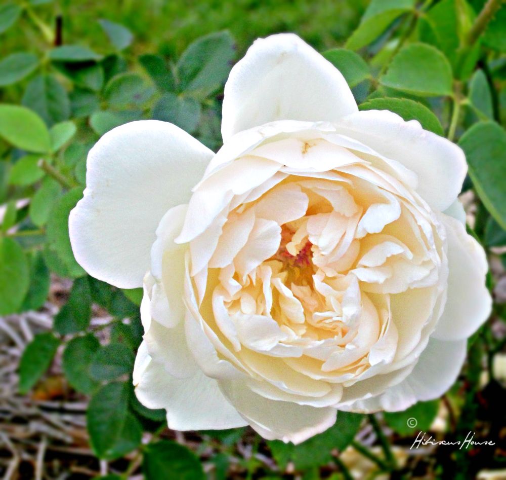 Hibiscus House: Glamis Castle English Rose