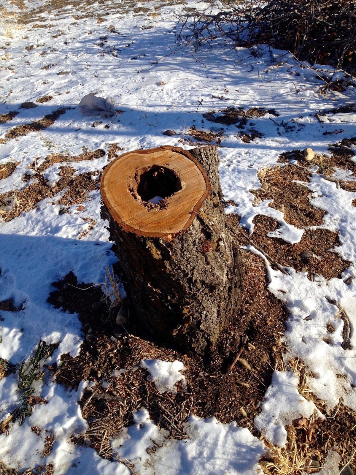 Fruit Tree Pruning at Its Best: Heart Wood Rot