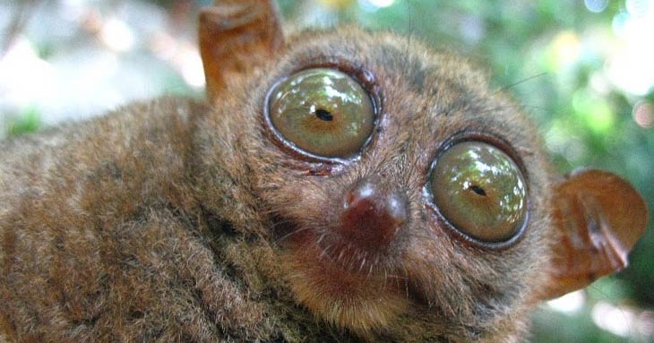 Cudne slike zivotinja