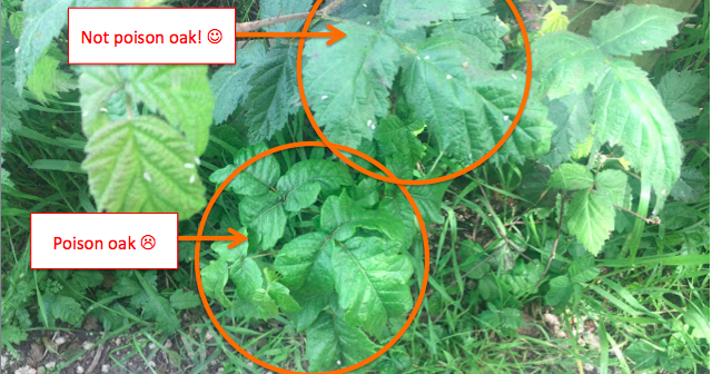 Four Quick Steps For Identifying Poison Oak