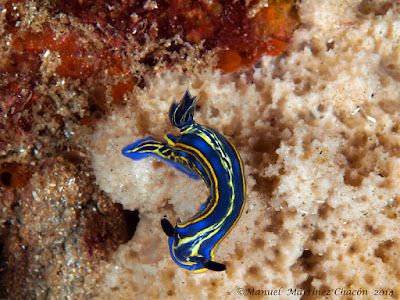 Nudibranquios del Campo de Gibraltar