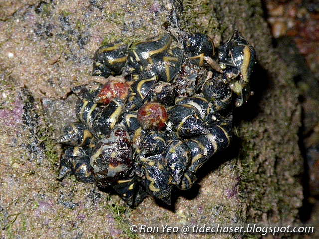 tHE tiDE cHAsER: Dove Snails (Phylum Mollusca: Family Columbellidae) of ...