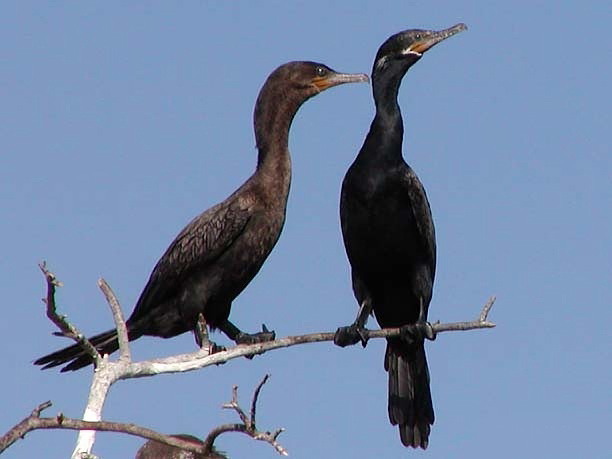 Bellas Aves de El Salvador: Phalacrocorax brasilianus (yeco, cormorán ...