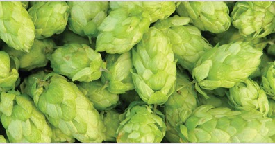 Cálculos cervejeiros - Lúpulo e Amargor