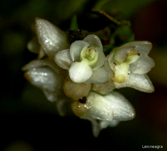 Wild orchids in sumatra: Appendicula cornuta Blume, 1825