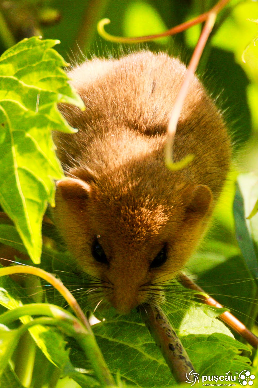 wildlife caras-severin: Parsul de alun(Muscardinus avellanarius) - Alunarul