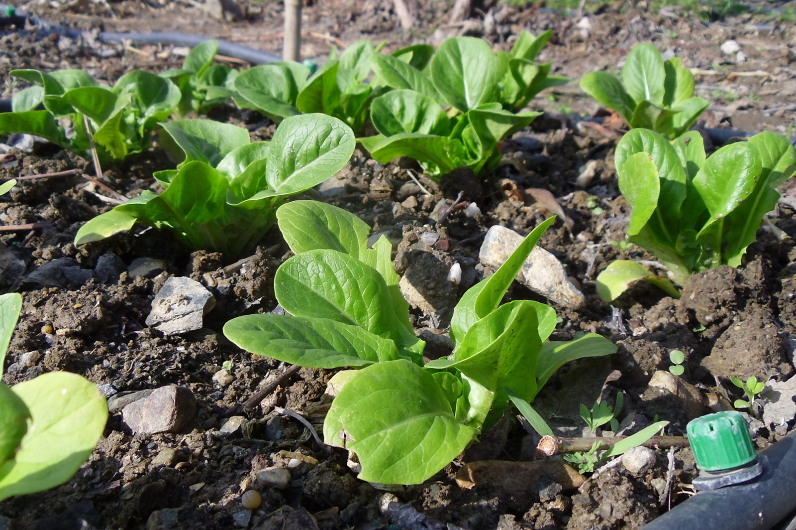 Will's Eats: Lechuga / Lettuce