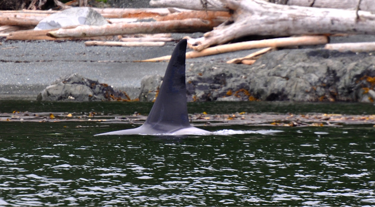 Campbell River Whale Watching and Adventure Tours: A MAGICAL DAY ON A ...