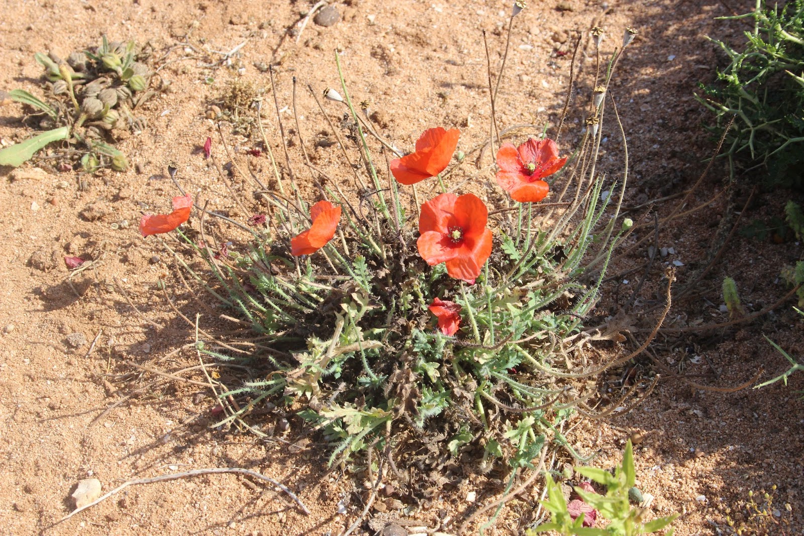 Biodiversity of Cyprus by NGO Protection of the Natural Heritage and ...