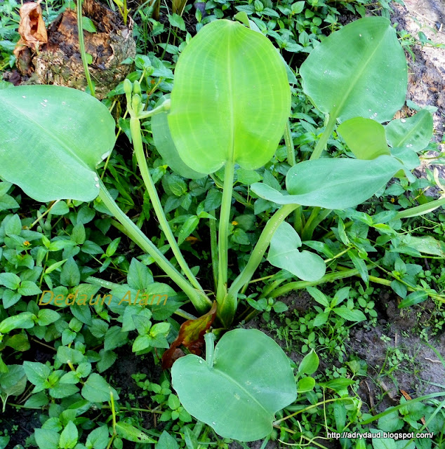 Dedaun Alam: Keladi Senduk